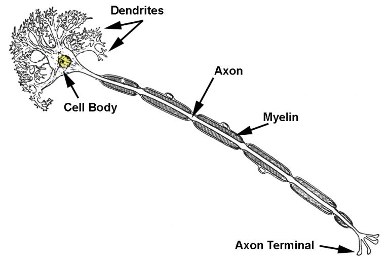 Basics of Neuroscience & Neural Engineering – Virtual REACH Program 2020