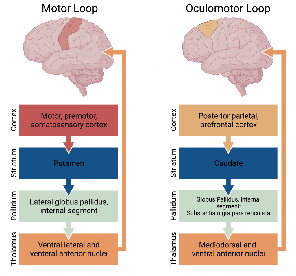 Anatomy of the Basal Ganglia – Basal Ganglia