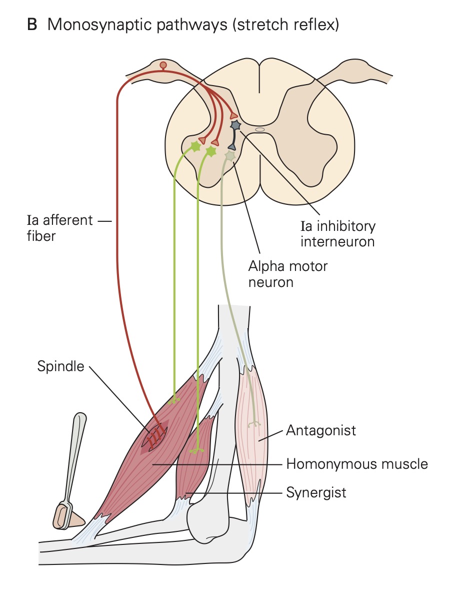 Spinal Reflexes – Nociception and Spinal Reflexes