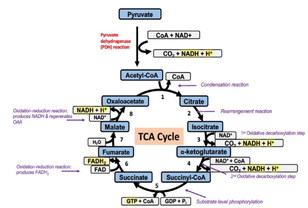 The Tca Cycle The Tca Cycle