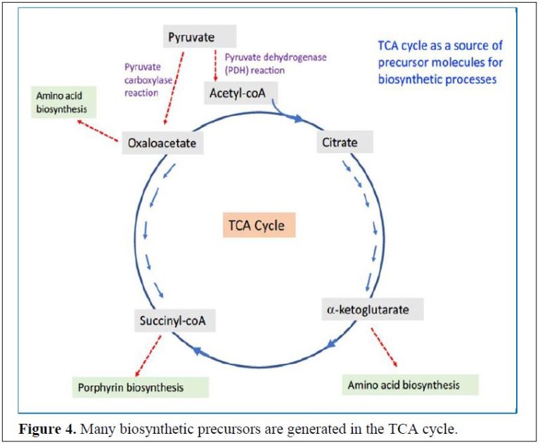 The Tca Cycle The Tca Cycle
