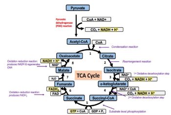 Tricarboxylic Acid (TCA) Cycle – biochemistry