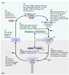 Cell Cycle – Molecular Biology