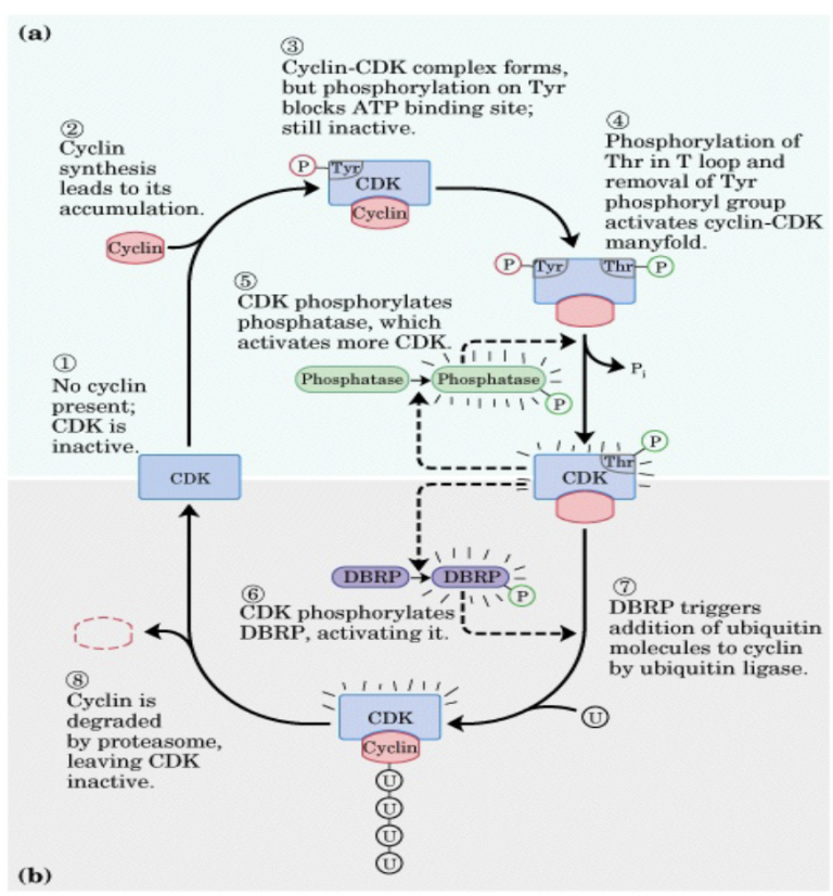 Cell Cycle – Molecular Biology