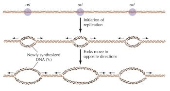 DNA Replication and Repair – Molecular Biology