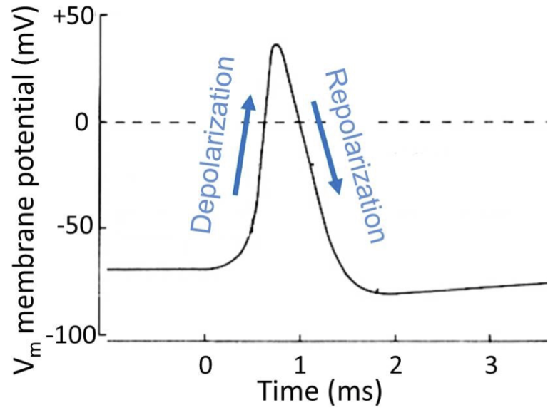 Membrane Potentials – Physiology