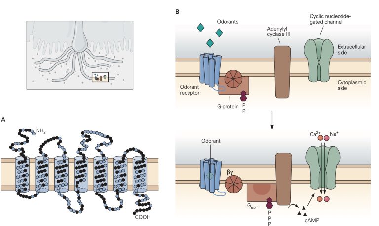 Sensory Receptors – Physiology