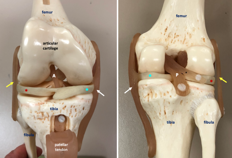 Anatomy of the Knee Joint – 375-Human Physiology in Health and Disease ...