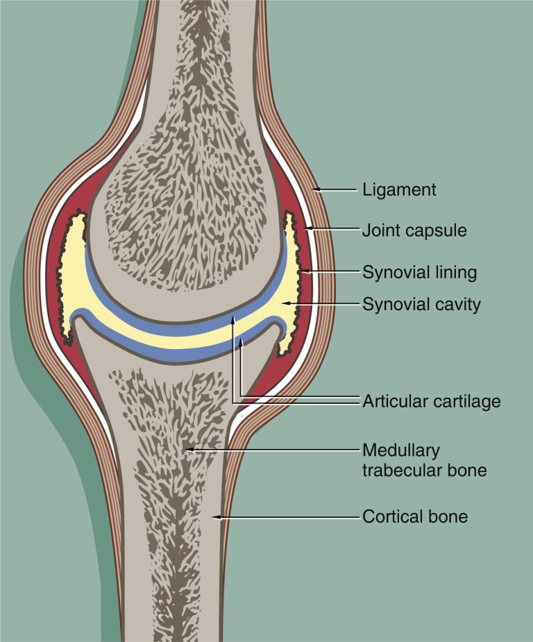 Anatomy of the Knee Joint – 375-Human Physiology in Health and Disease ...
